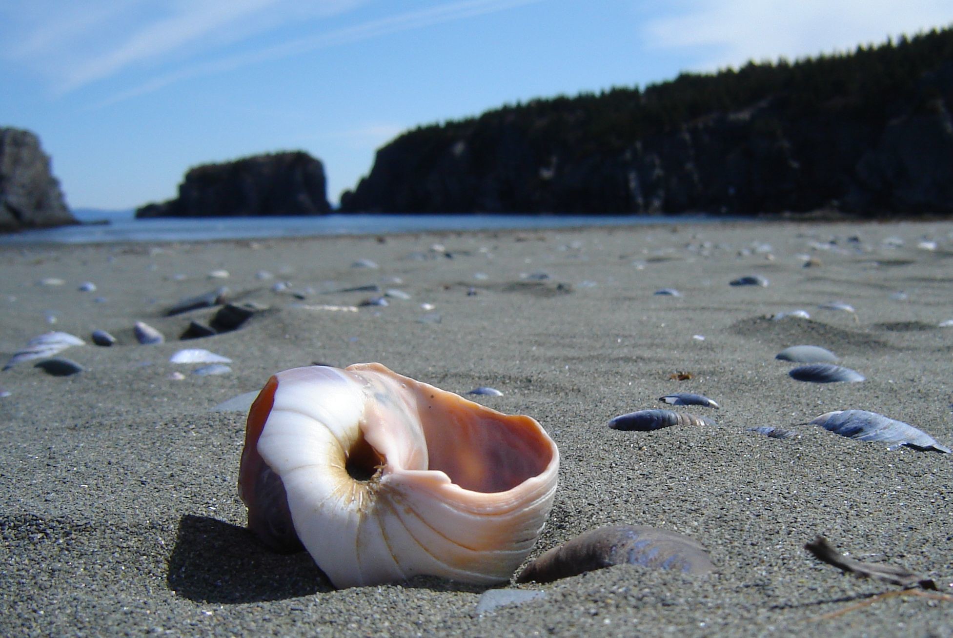 Empty Shell Spirituality – Notes & Silence